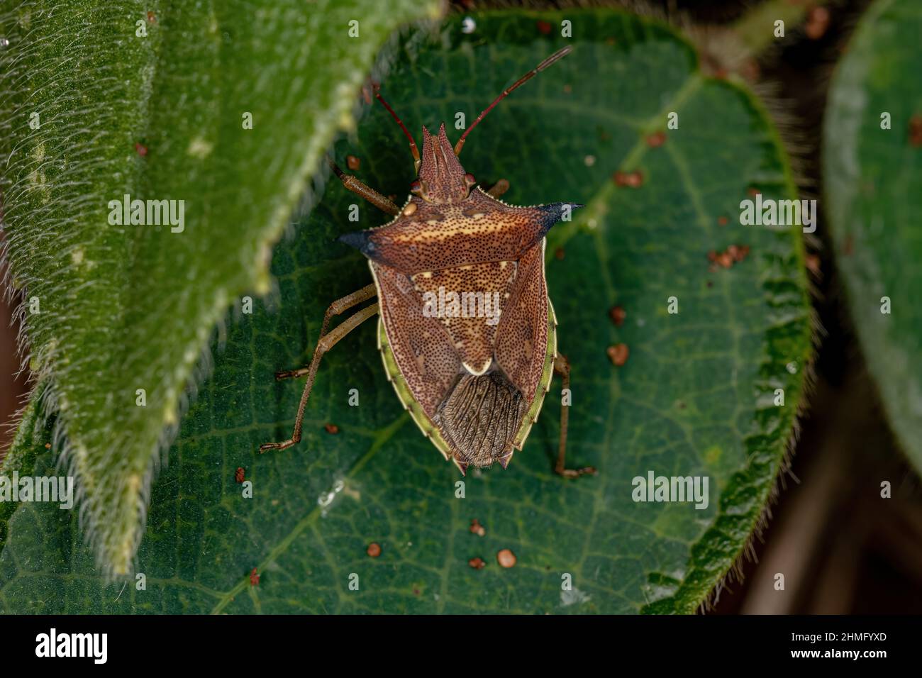 adult Green belly bug of the species Diceraeus melacanthus Stock Photo ...