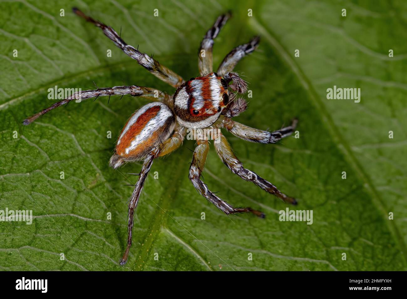 Adult Male Jumping Spider of the Genus Chira Stock Photo - Alamy