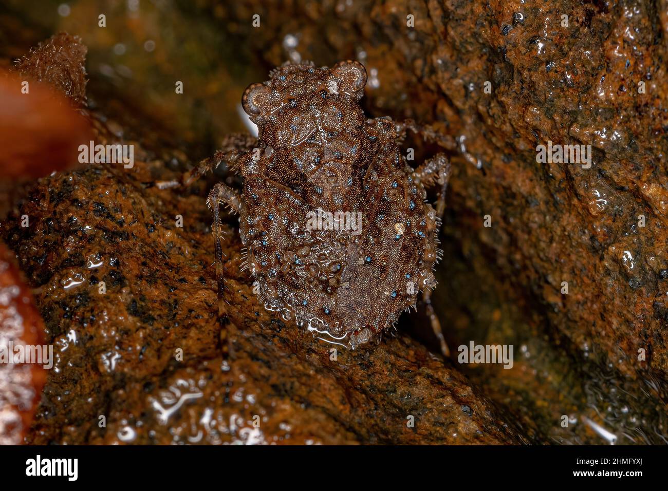 Adult Toad Bug of the Genus Gelastocoris Stock Photo - Alamy