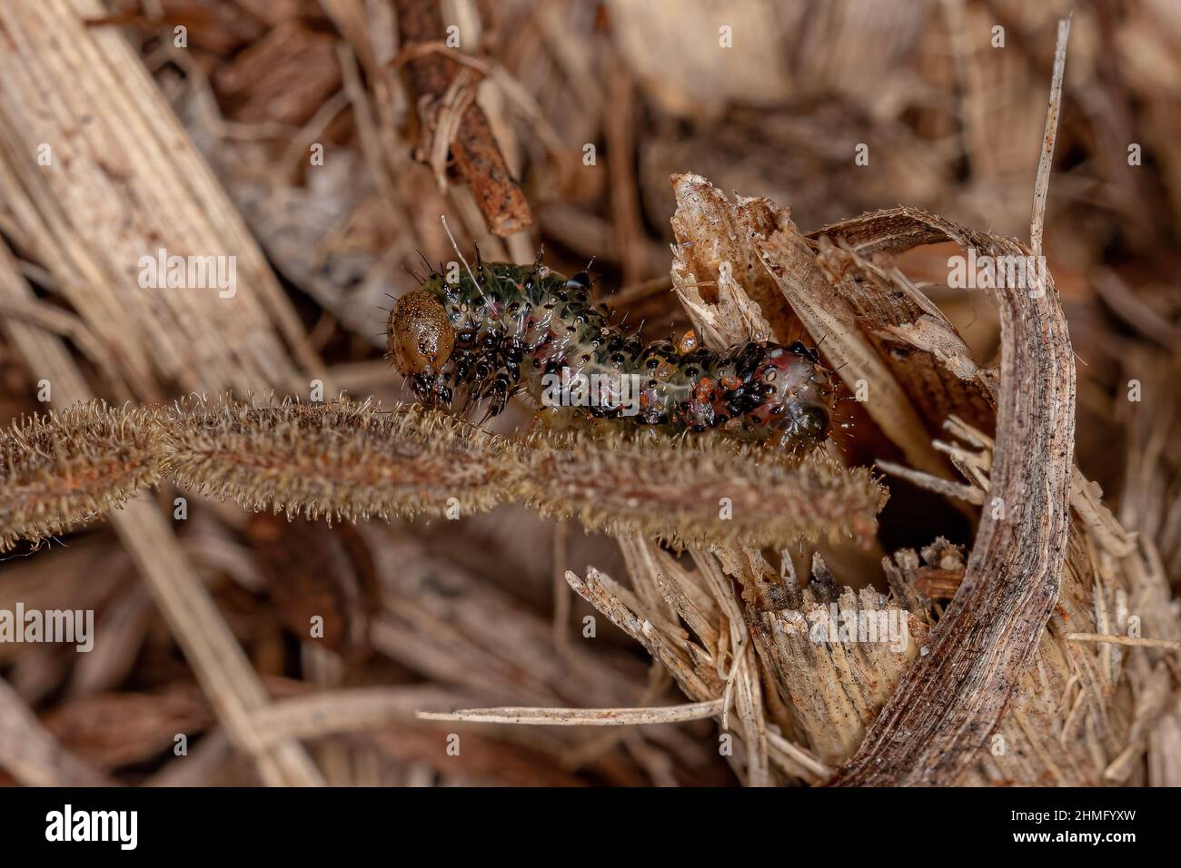 small moth larva of the Order Lepidoptera Stock Photo - Alamy