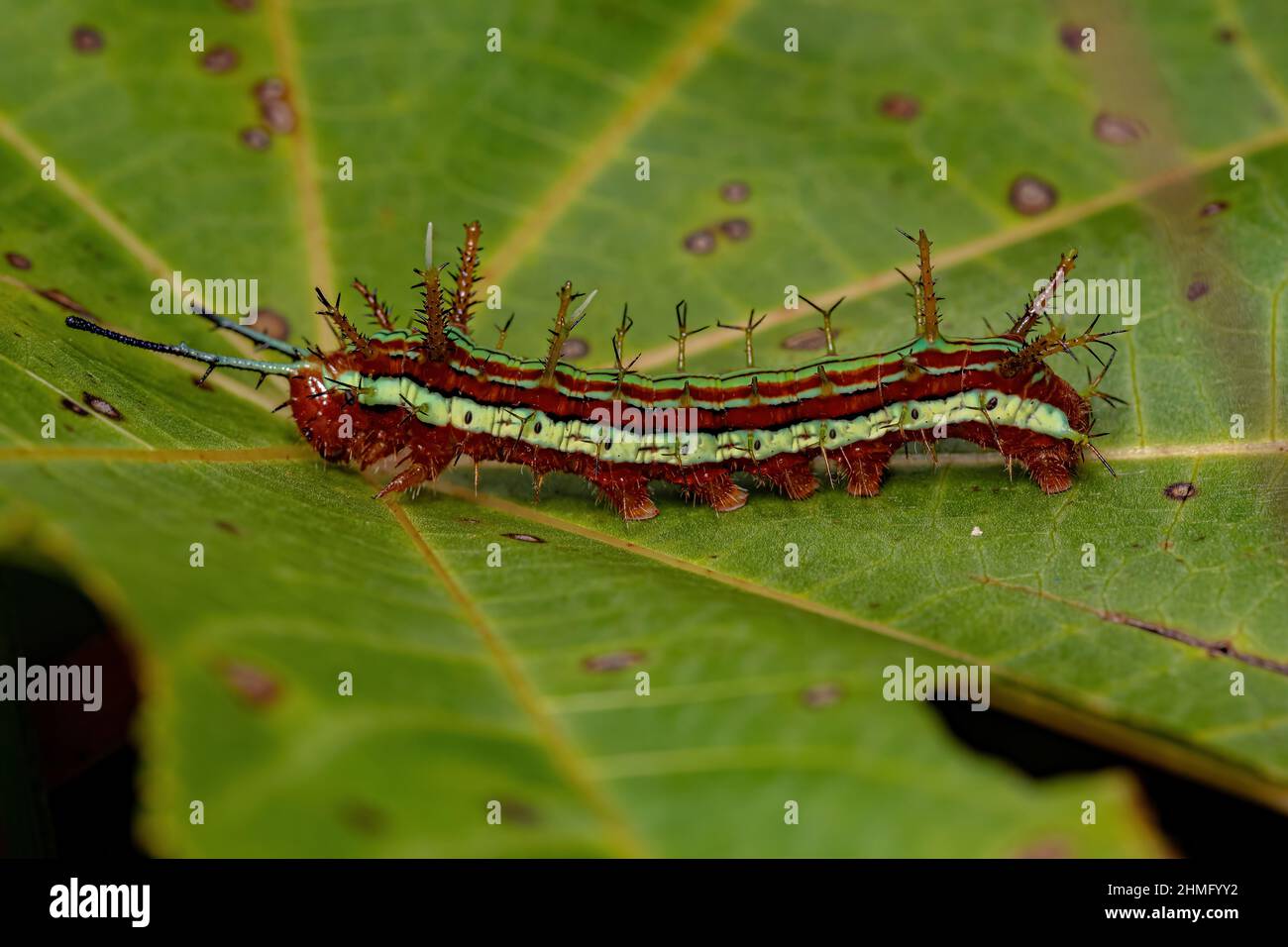 Starry Night Cracker caterpillar butterfly of the species Hamadryas ...