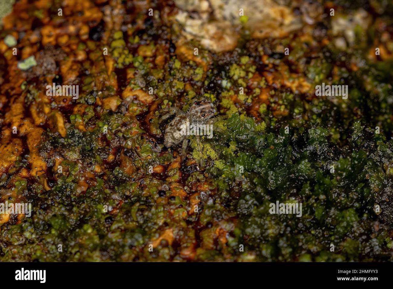 Small jumping spider of the Tribe Euophryini Stock Photo - Alamy
