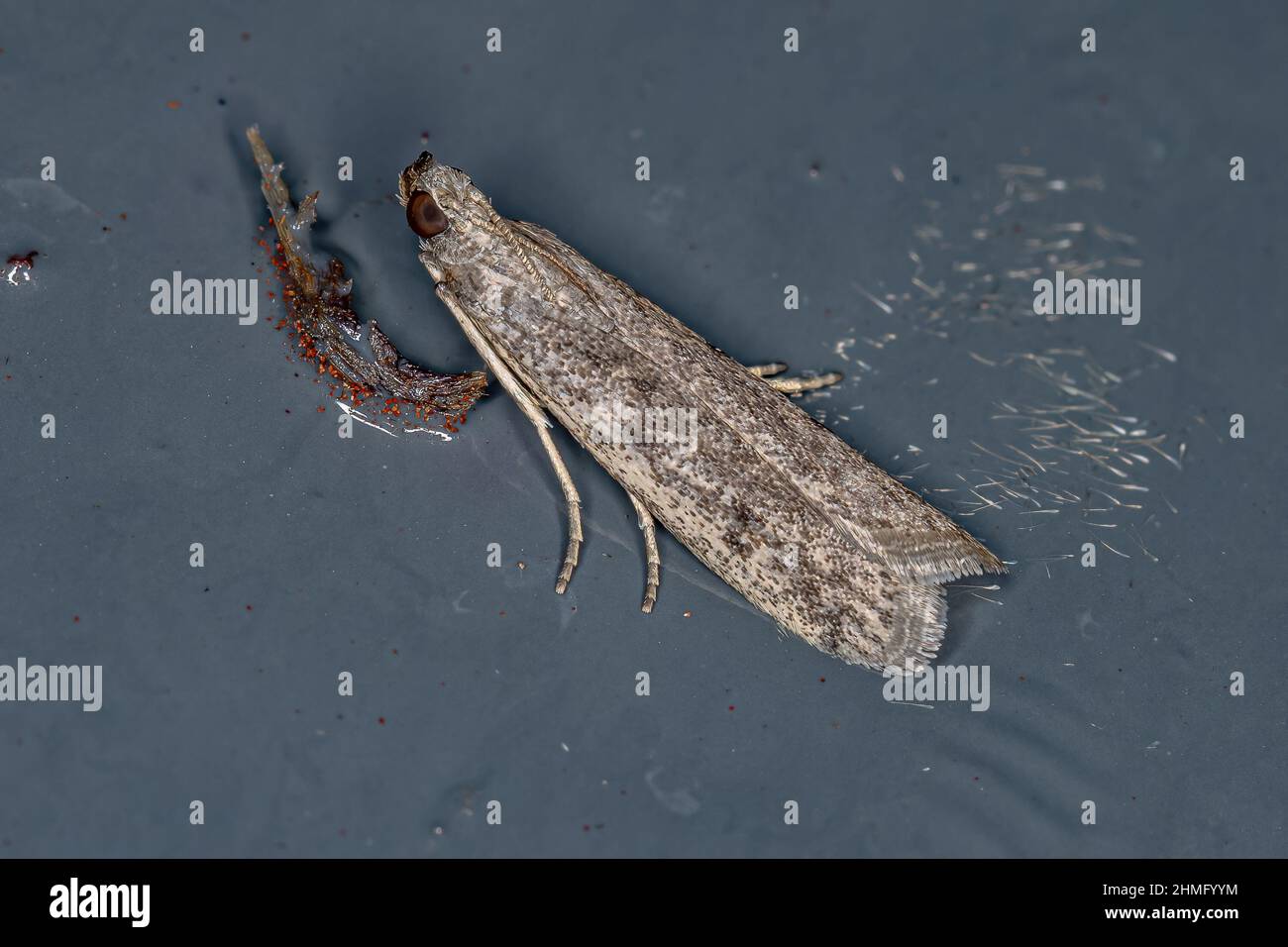 Adult Pyralid Snout Moth of the Family Pyralidae Stock Photo - Alamy