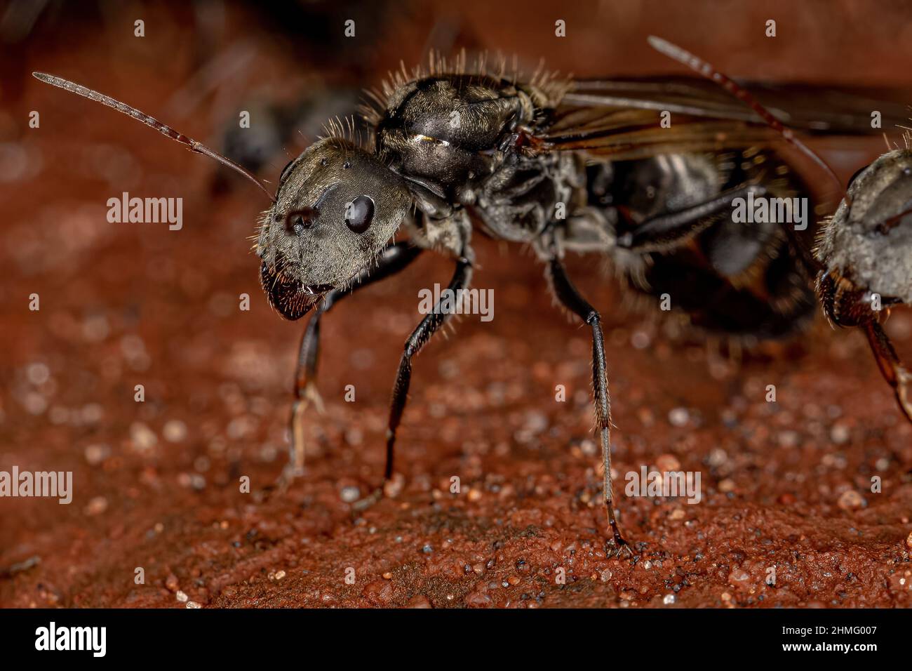 Adult Female Carpenter Queen Ant of the genus Camponotus Stock Photo ...