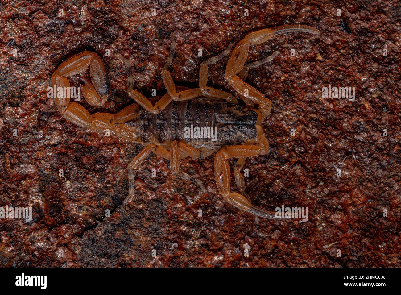 Adult Female Brazilian Yellow Scorpion of the species Tityus serrulatus ...