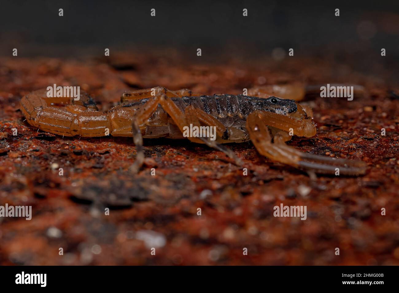 Adult Female Brazilian Yellow Scorpion of the species Tityus serrulatus ...