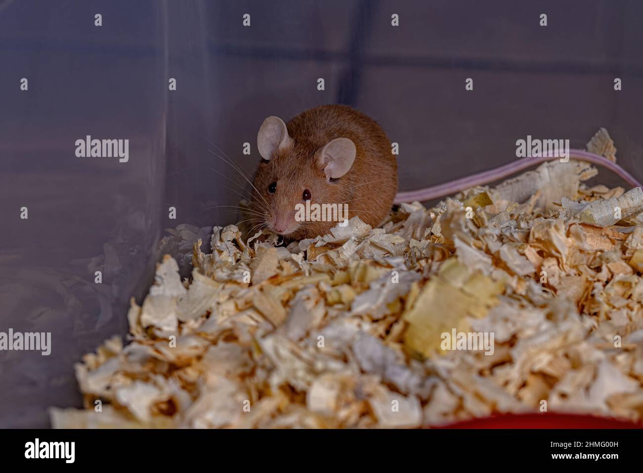 Small House Mouse of the species Mus musculus Stock Photo - Alamy