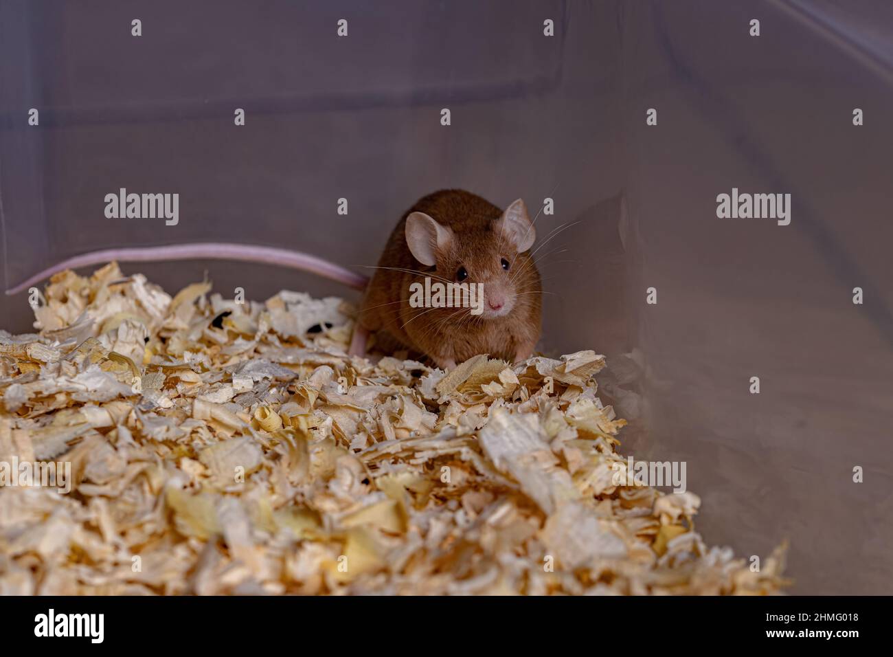 Small House Mouse of the species Mus musculus Stock Photo - Alamy