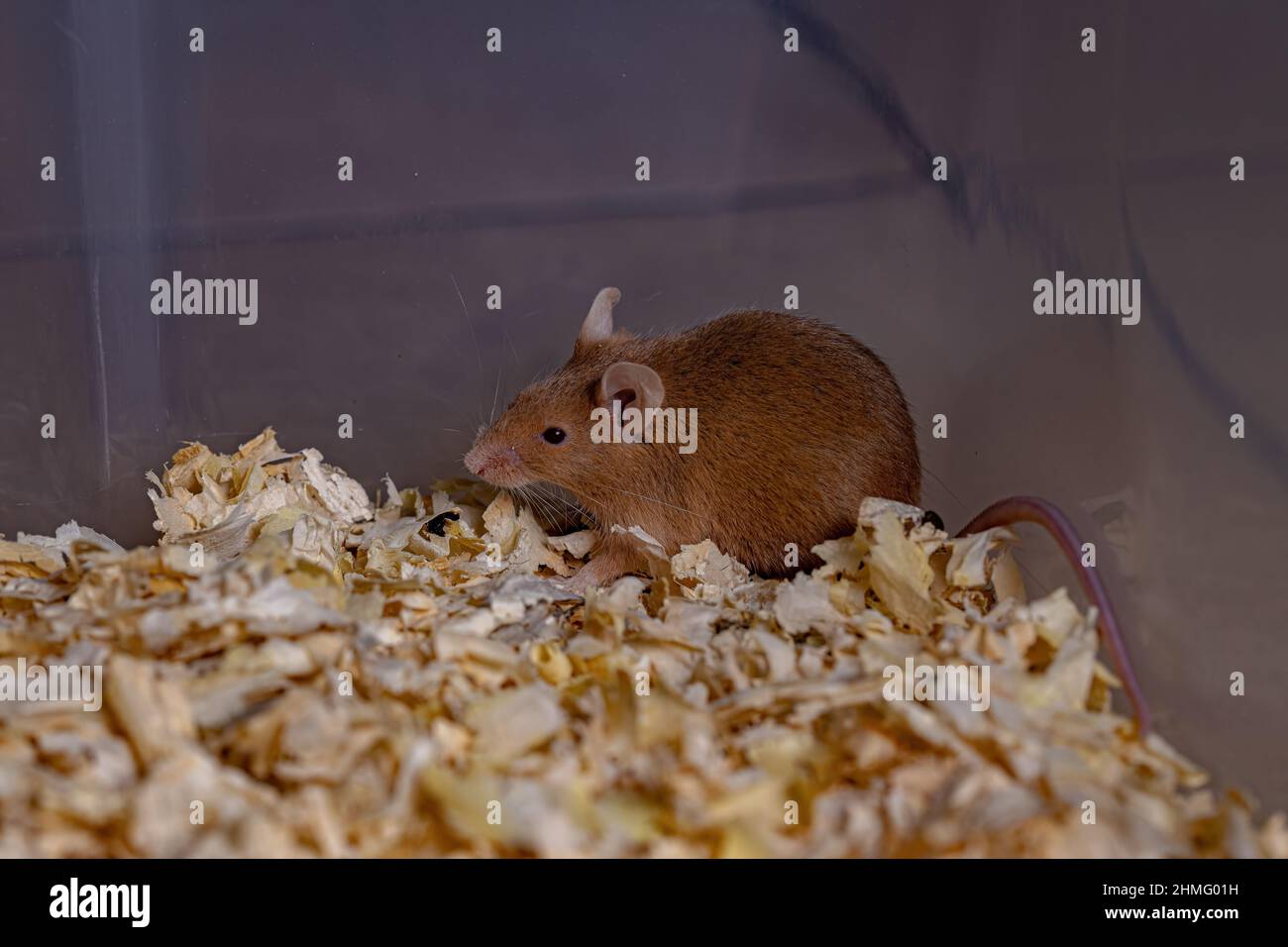 Small House Mouse of the species Mus musculus Stock Photo - Alamy