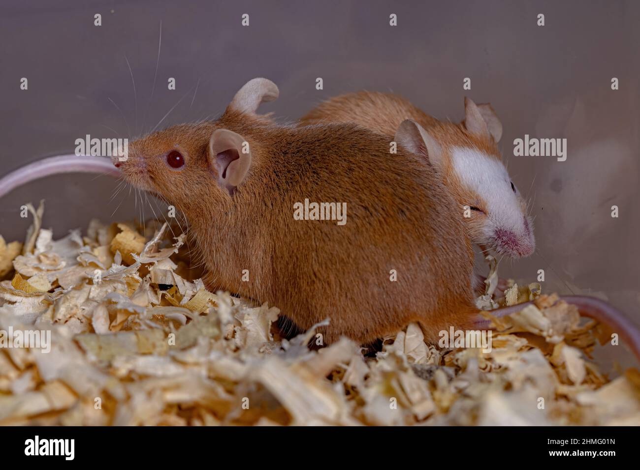 Small House Mouse of the species Mus musculus Stock Photo - Alamy
