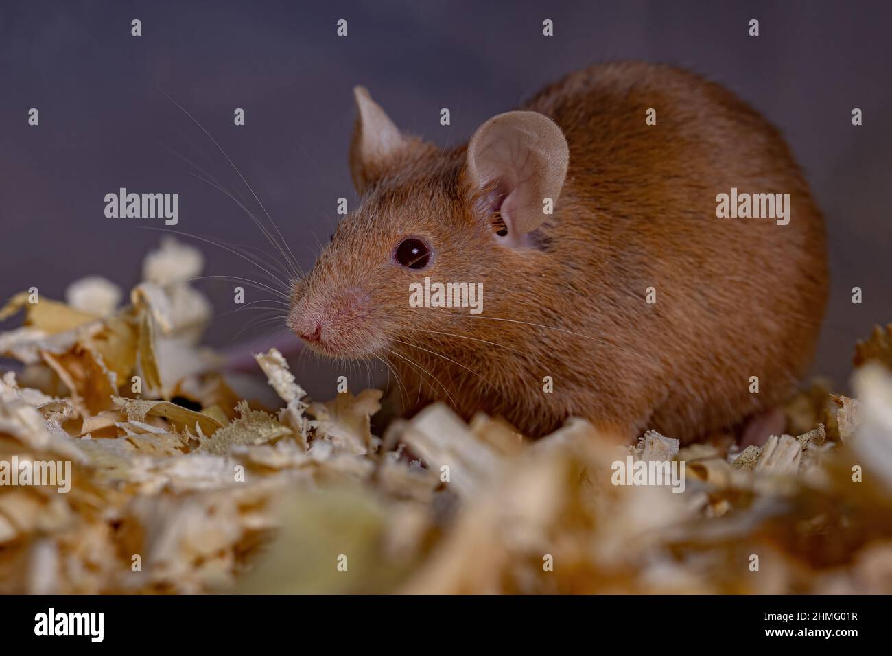 Small House Mouse of the species Mus musculus Stock Photo - Alamy