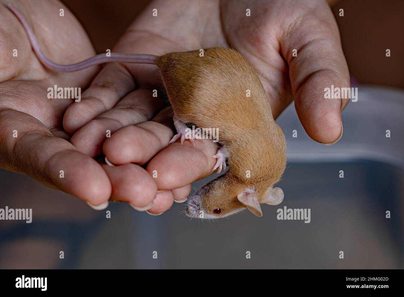 Small House Mouse of the species Mus musculus Stock Photo - Alamy