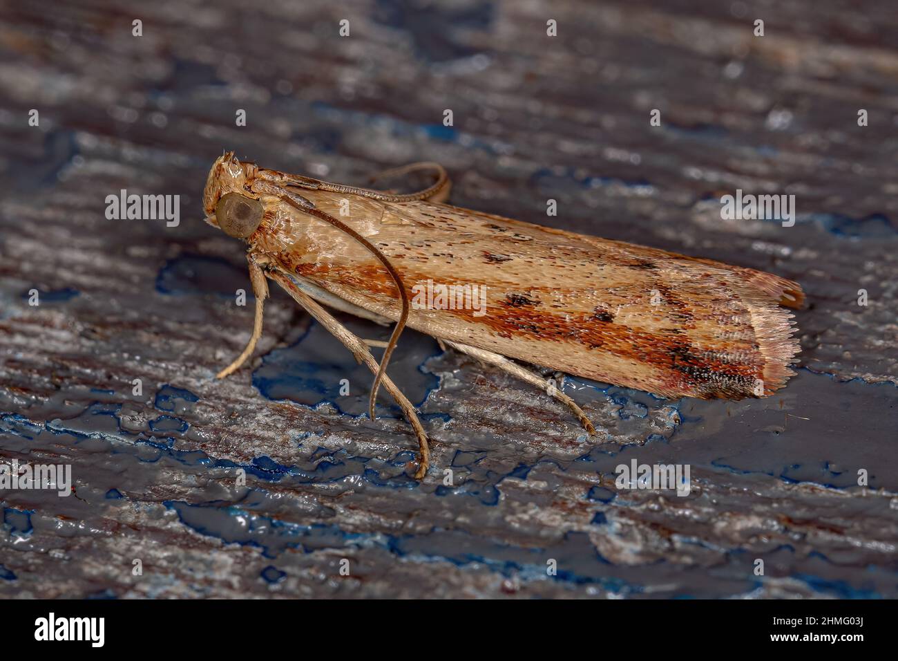 Adult Pyralid Snout Moth of the Family Pyralidae Stock Photo - Alamy