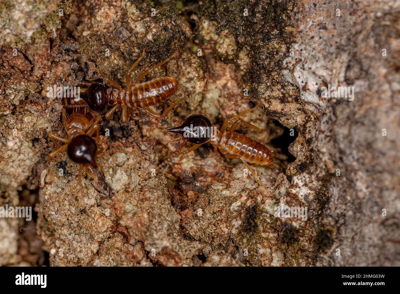 Termite nasutitermes nest hi-res stock photography and images - Alamy