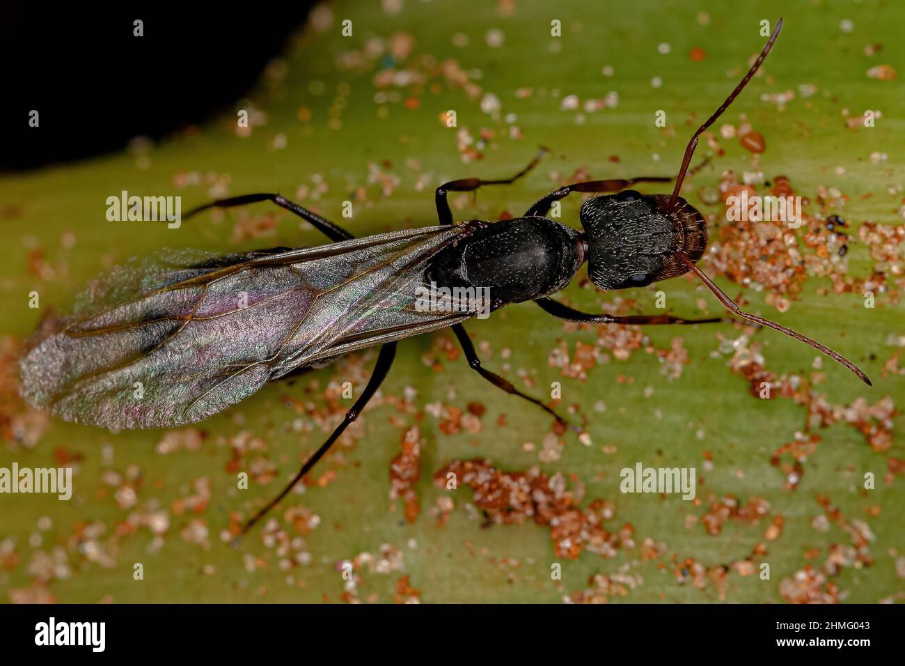 Adult Female Carpenter Queen Ant of the genus Camponotus Stock Photo ...