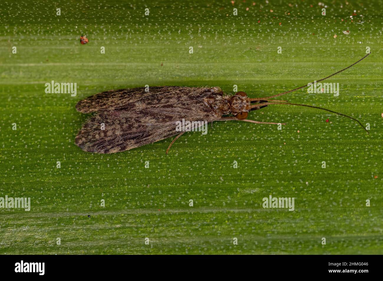 Adult Caddisfly Insect of the genus Chimarra Stock Photo - Alamy