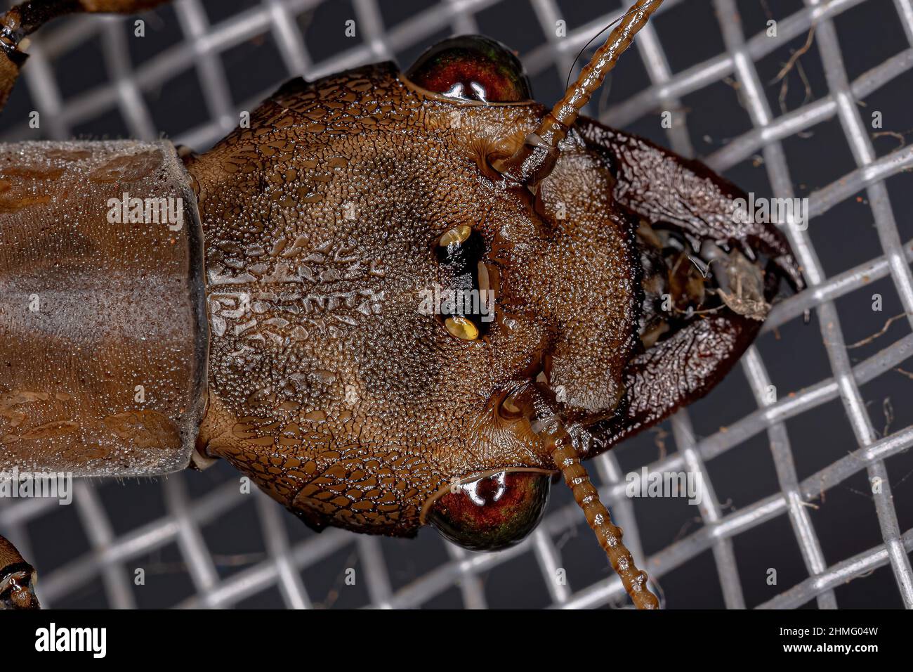 Adult Female Dobsonfly Insect of the Genus Corydalus Stock Photo - Alamy