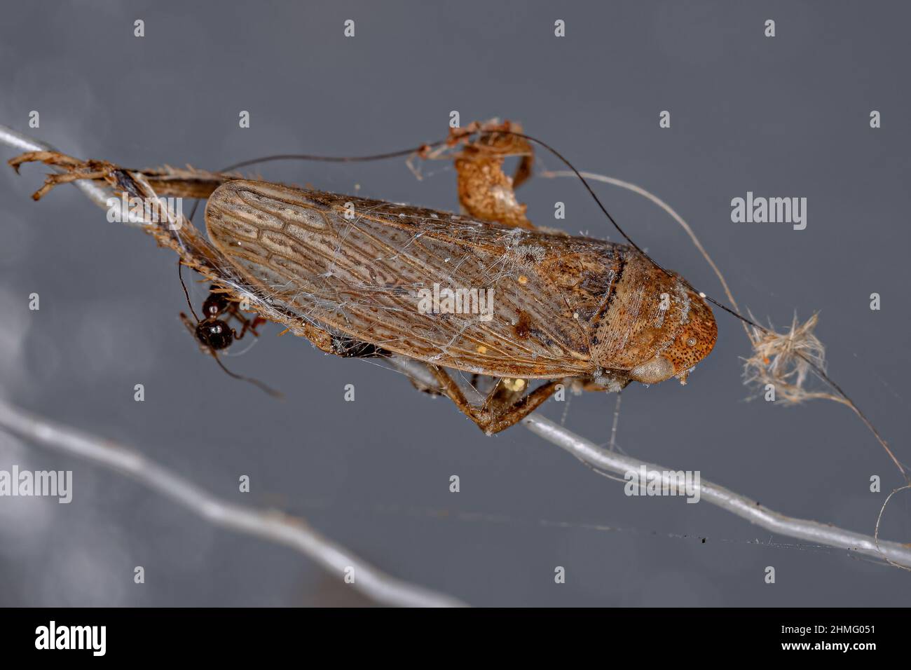 Dead Small Typical Leafhopper of the Tribe Gyponini Stock Photo - Alamy