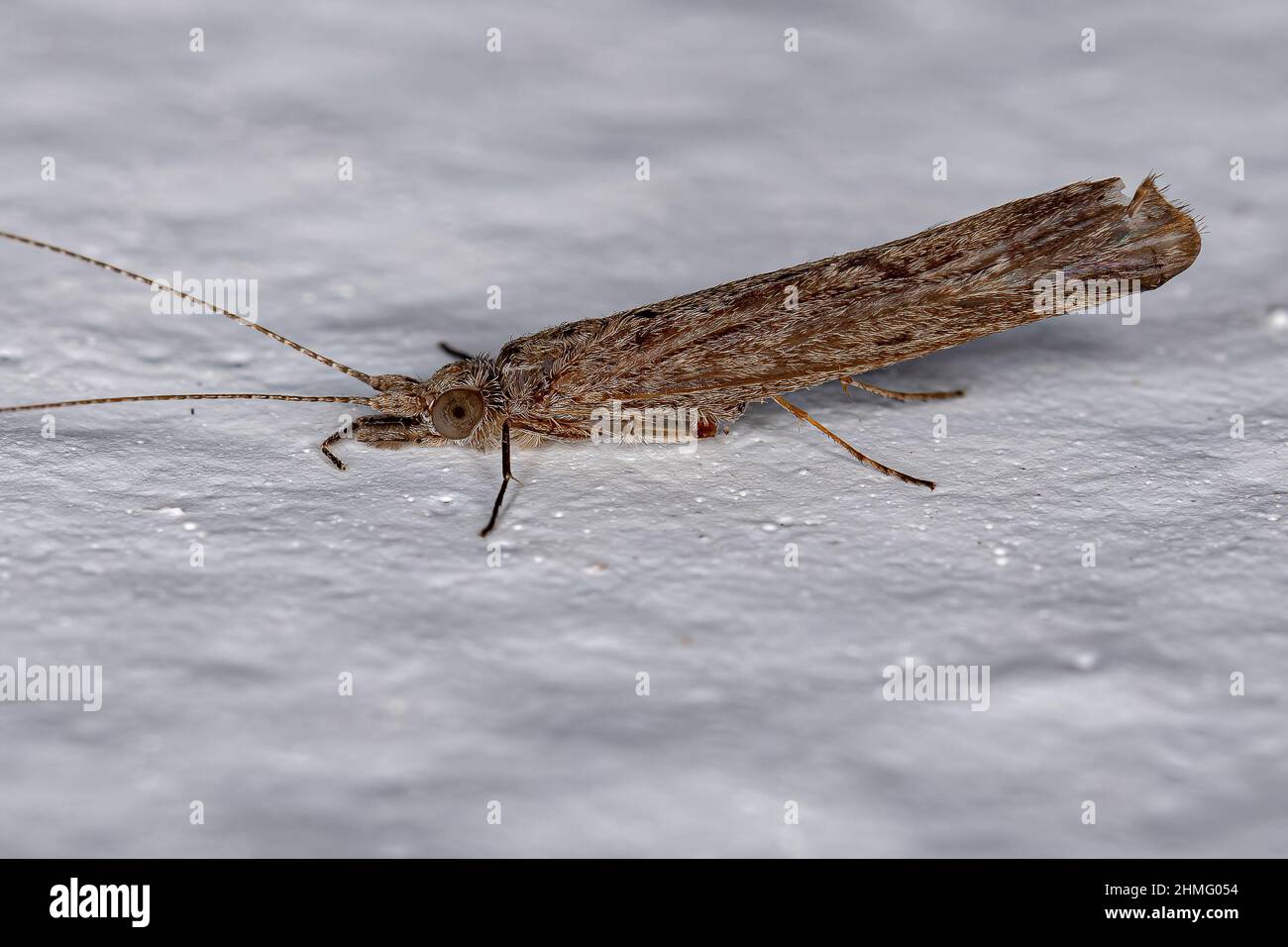 Adult Female Caddisfly Insect of the Genus Marilia Stock Photo - Alamy