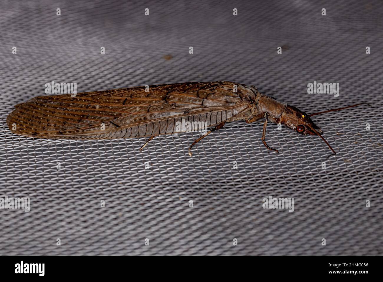Adult Female Dobsonfly Insect of the Genus Corydalus Stock Photo - Alamy