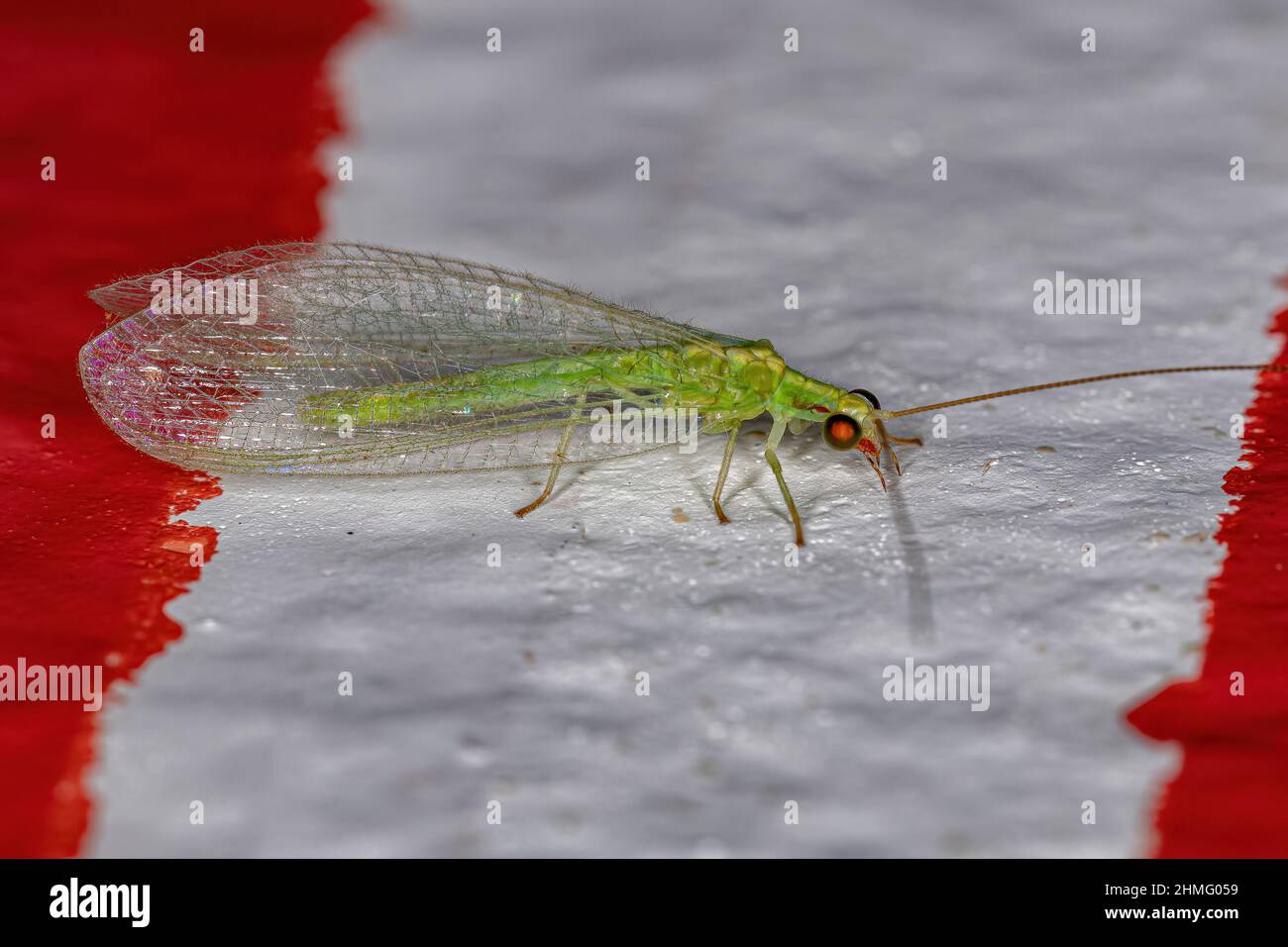 Ceraeochrysa everes hi-res stock photography and images - Alamy