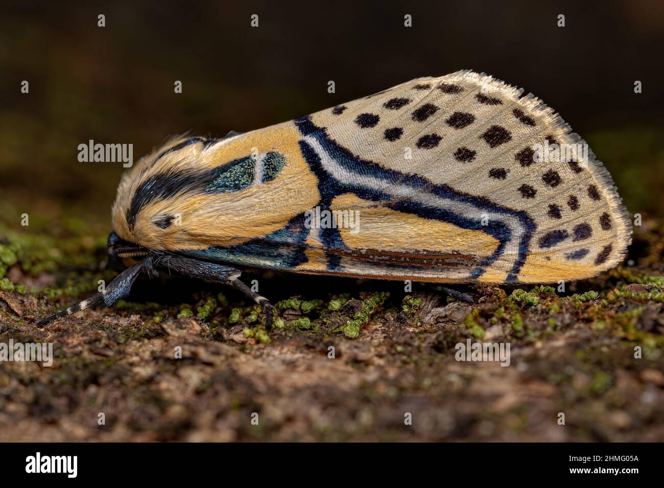 Adult Hieroglyphic Moth of the species Diphthera festiva Stock Photo ...