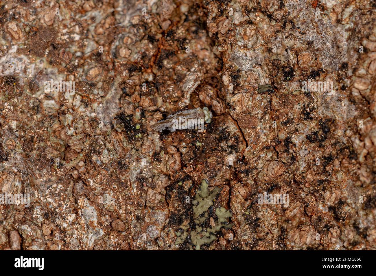 Adult Common Barklice Insect of the Family Psocidae Stock Photo - Alamy