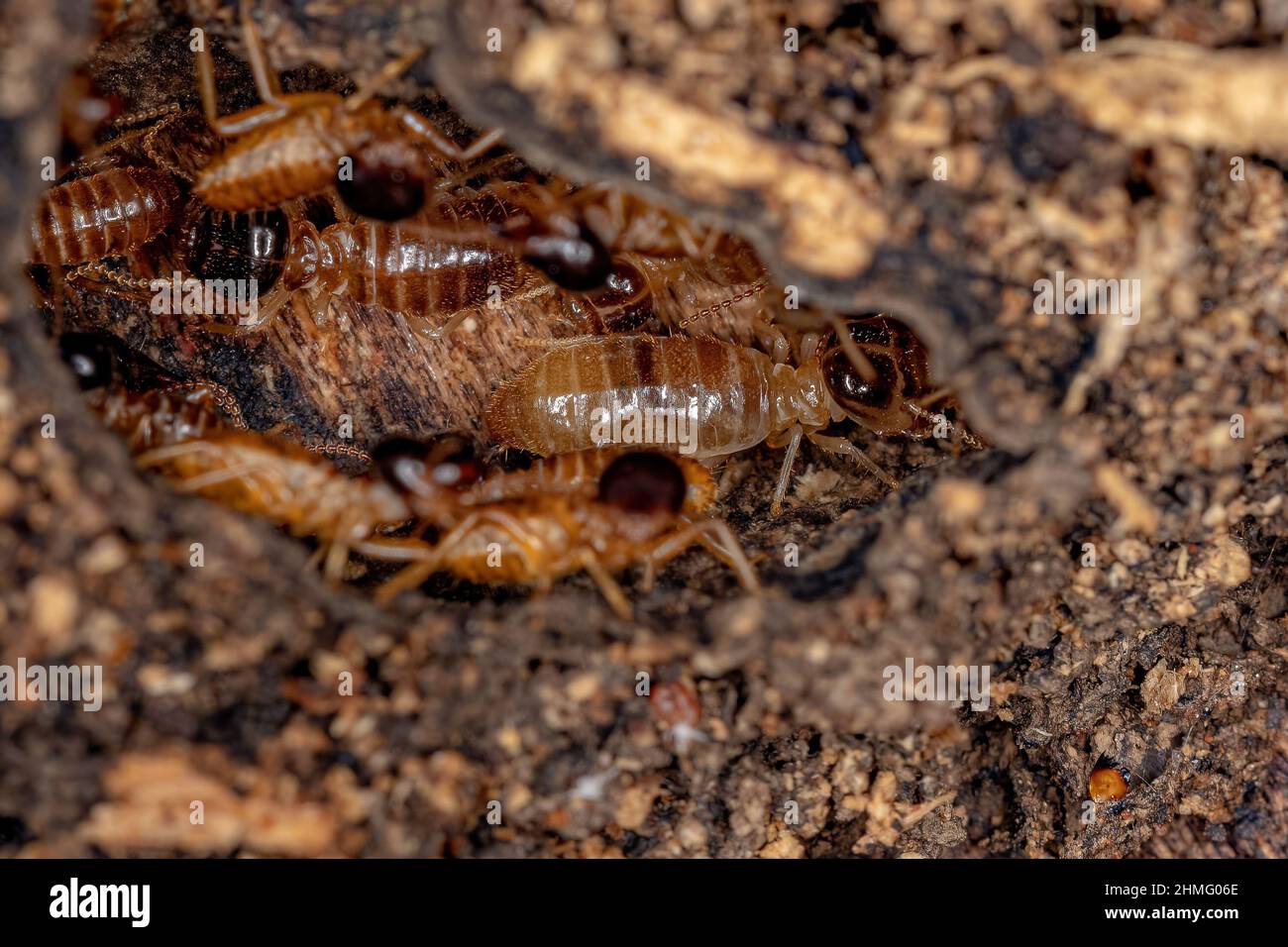 Adult Nasute Termites of the Genus Nasutitermes Stock Photo - Alamy