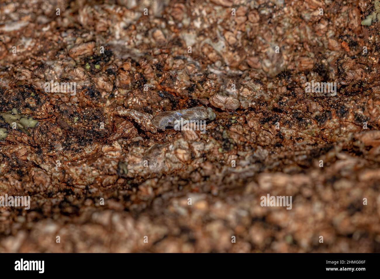 Adult Common Barklice Insect of the Family Psocidae Stock Photo - Alamy