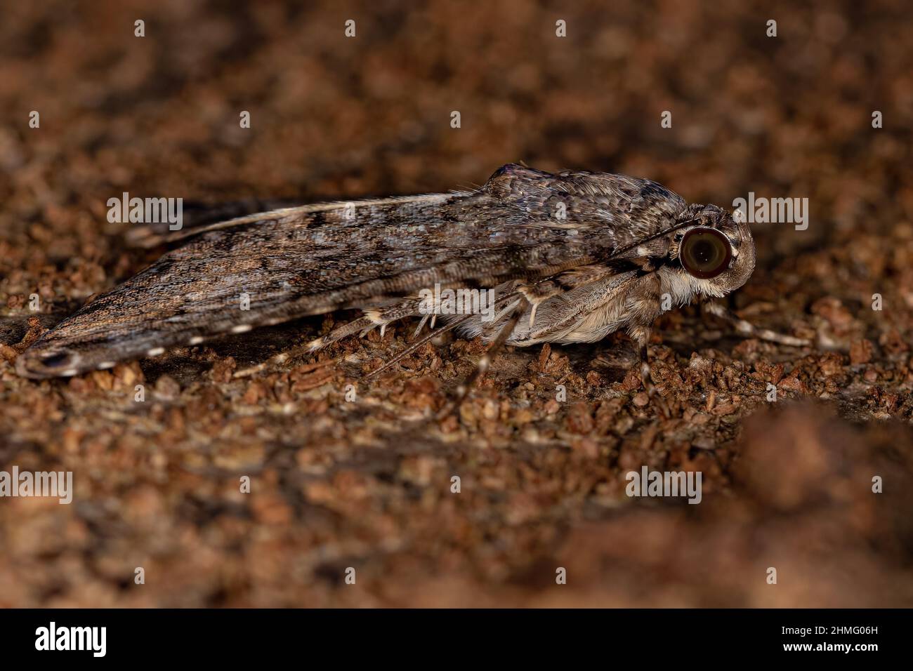 Adult Moth Insect of the Genus Coenipeta Stock Photo - Alamy