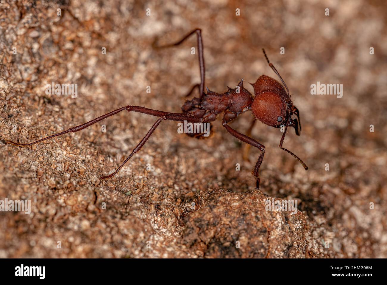 Adult Atta Leaf-cutter Ant of the Genus Atta Stock Photo - Alamy