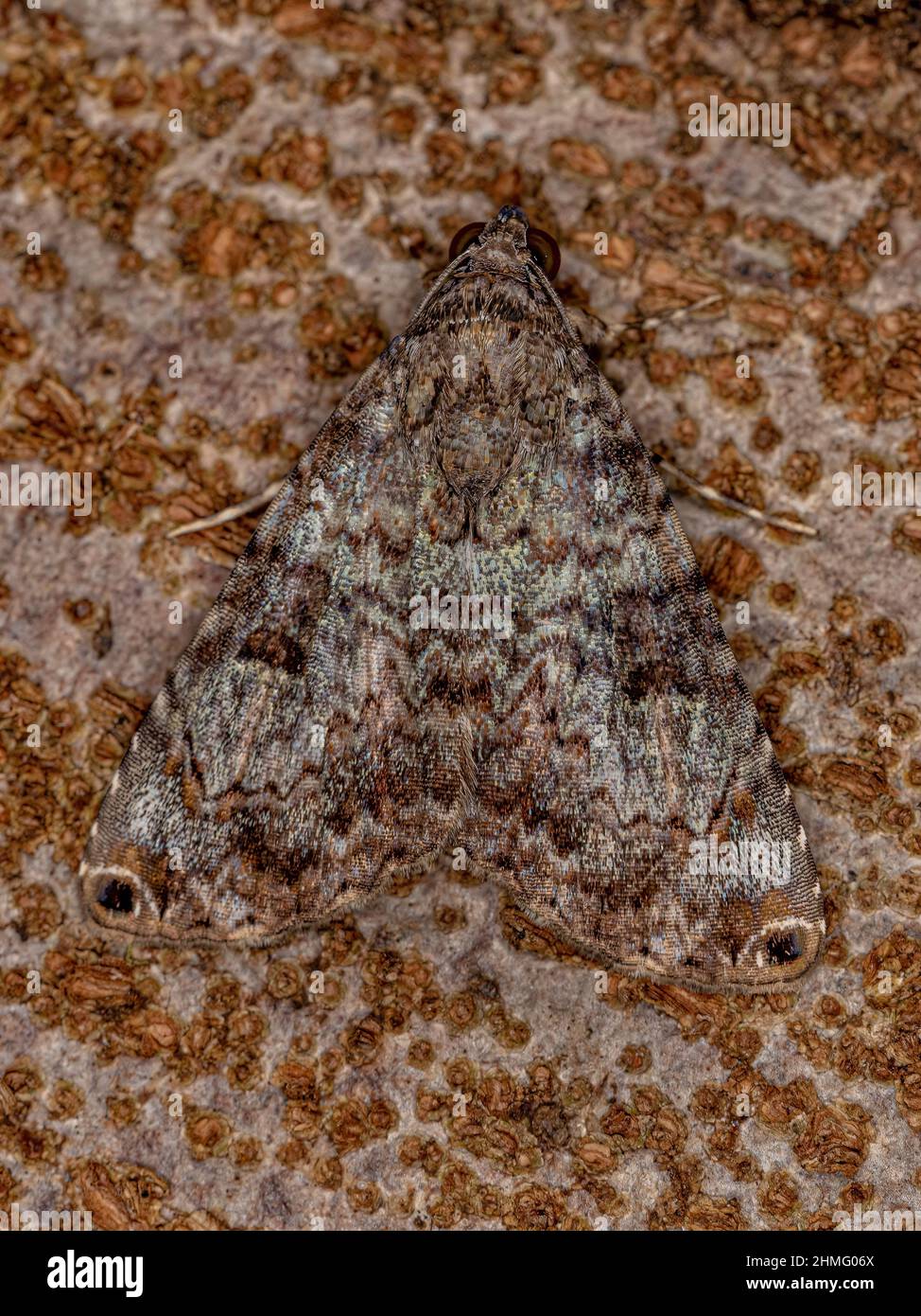 Adult Moth Insect of the Genus Coenipeta Stock Photo - Alamy