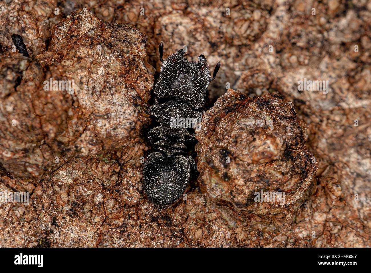 Adult Turtle Ant of the Genus Cephalotes Stock Photo - Alamy