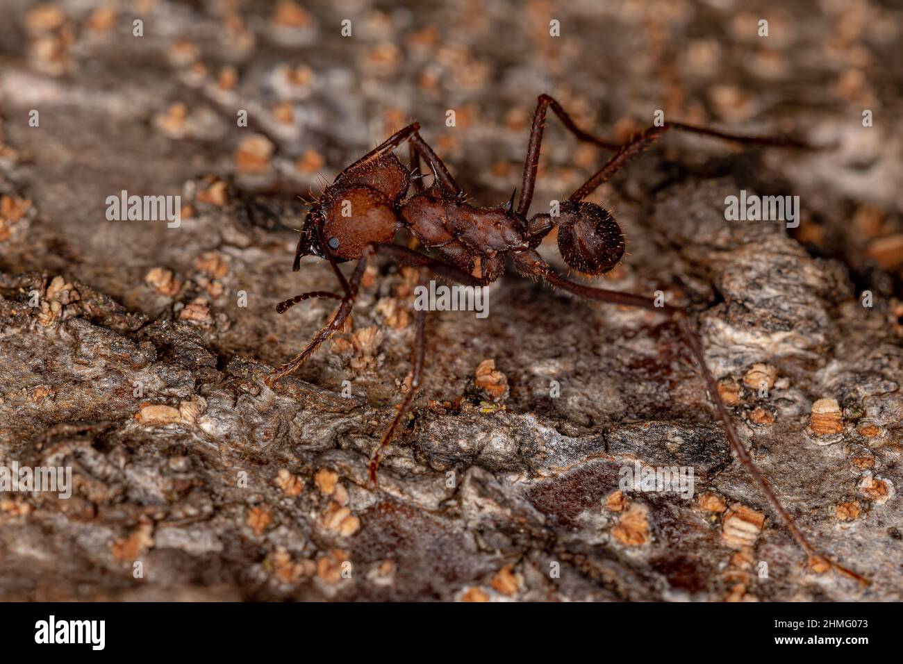 Ant genus atta hi-res stock photography and images - Alamy
