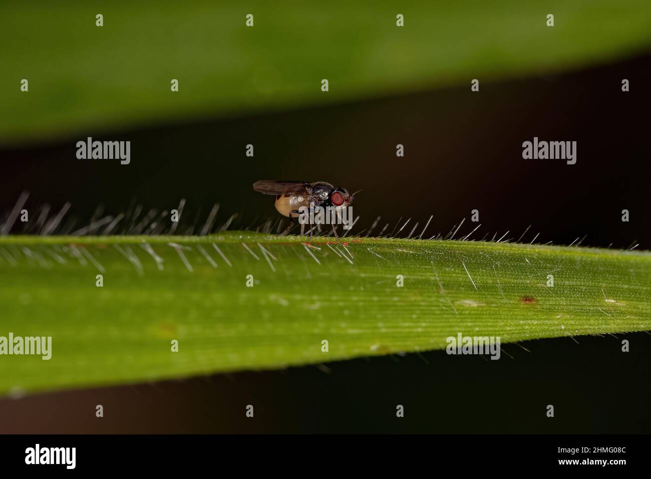 Adult Acalyptrate Fly of the Zoosubsection Acalyptratae Stock Photo - Alamy