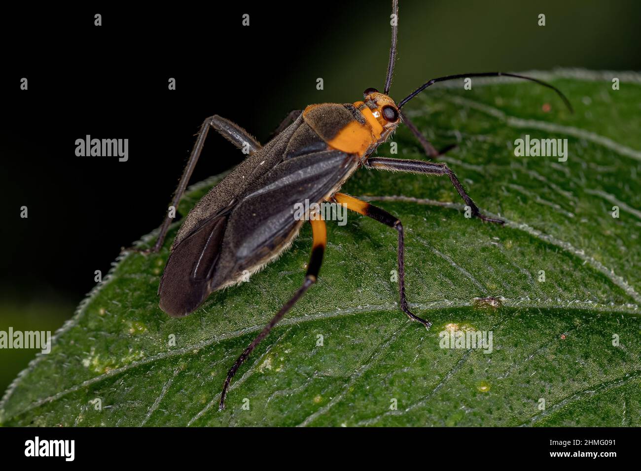Adult Plant Bug of the Family Miridae Stock Photo - Alamy