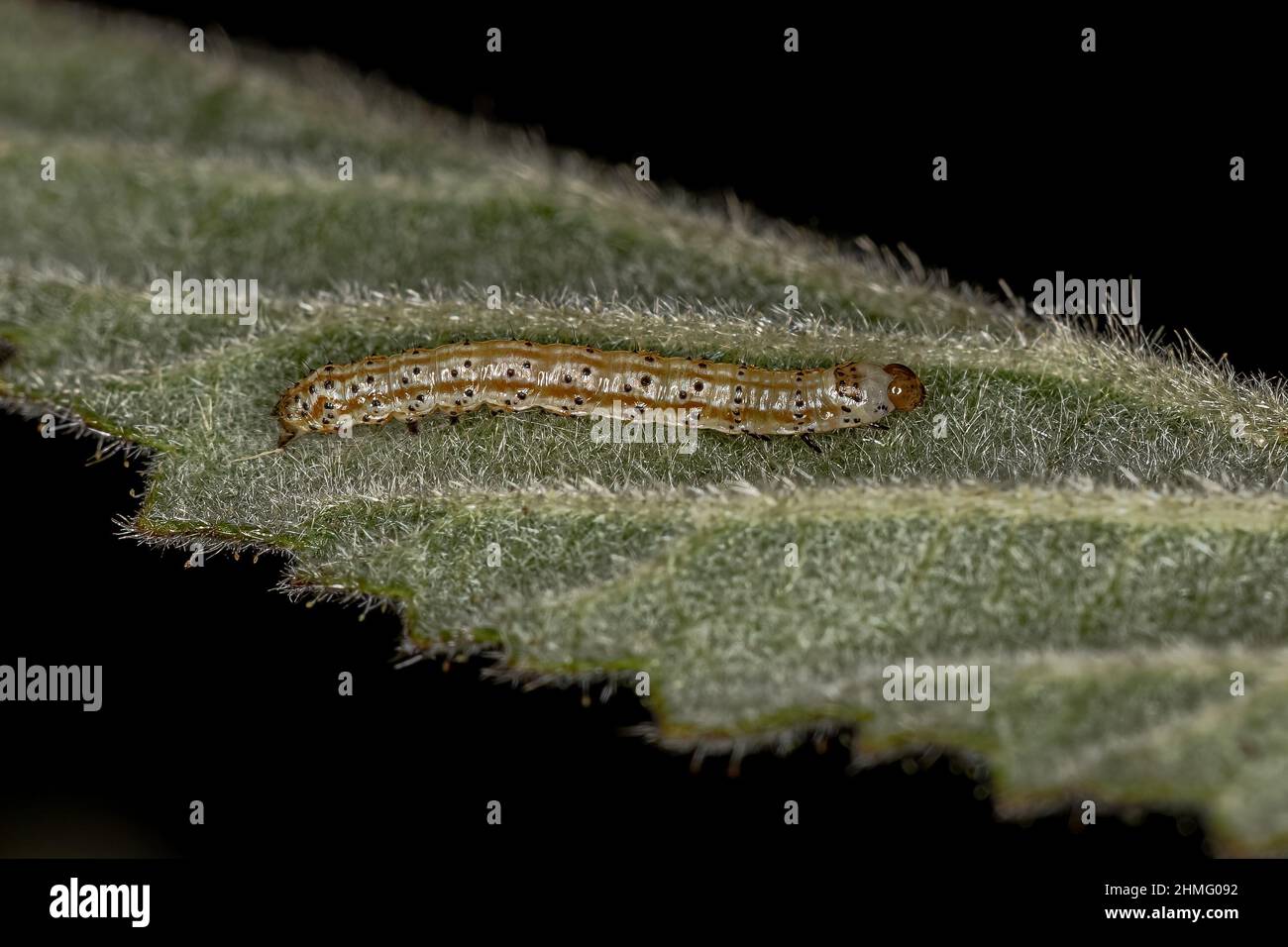 small moth larva of the Order Lepidoptera Stock Photo - Alamy