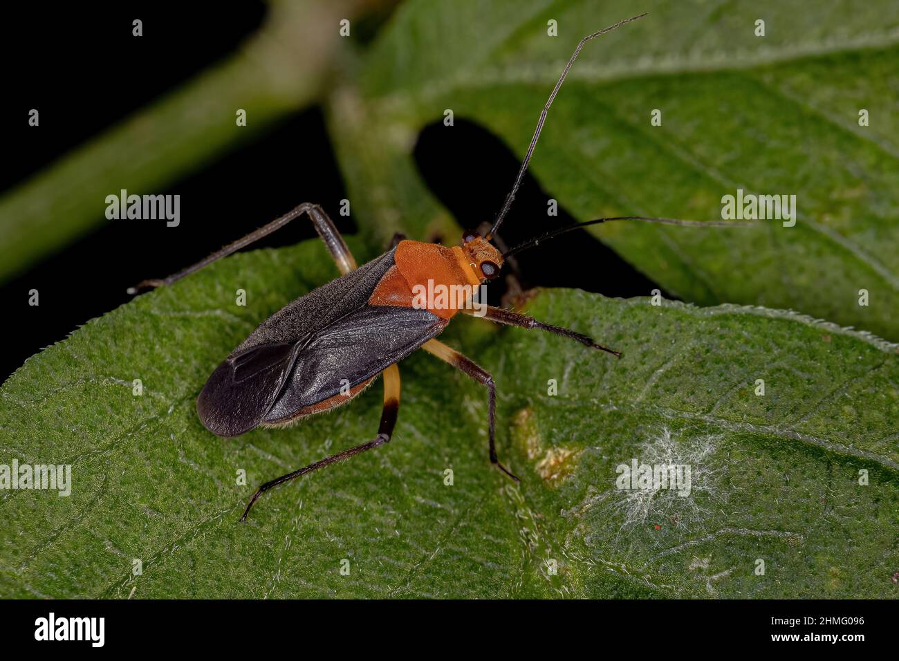 Adult Plant Bug of the Family Miridae Stock Photo - Alamy