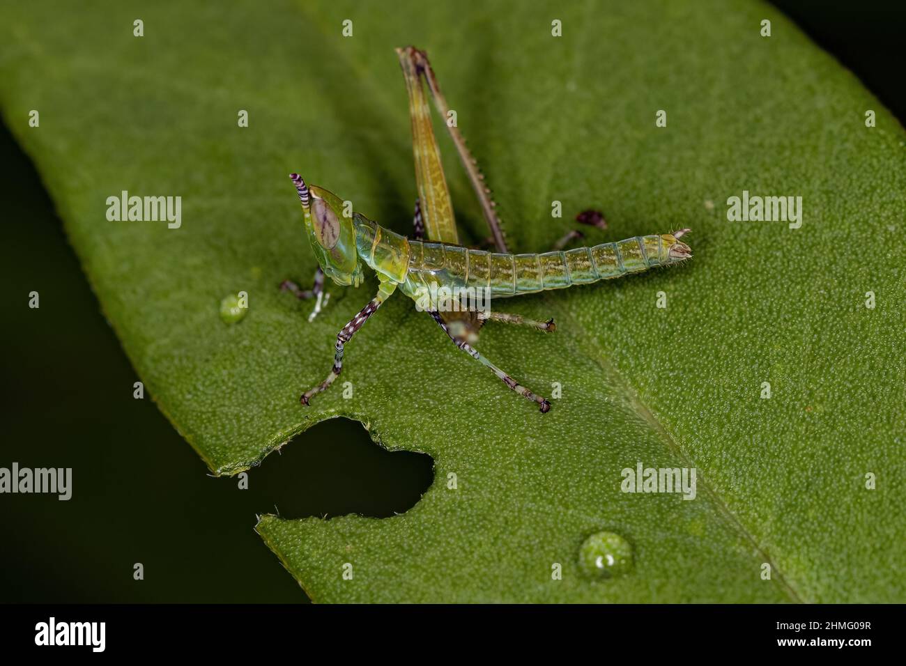 Monkey Grasshopper Nymph of the Family Eumastacidae Stock Photo - Alamy