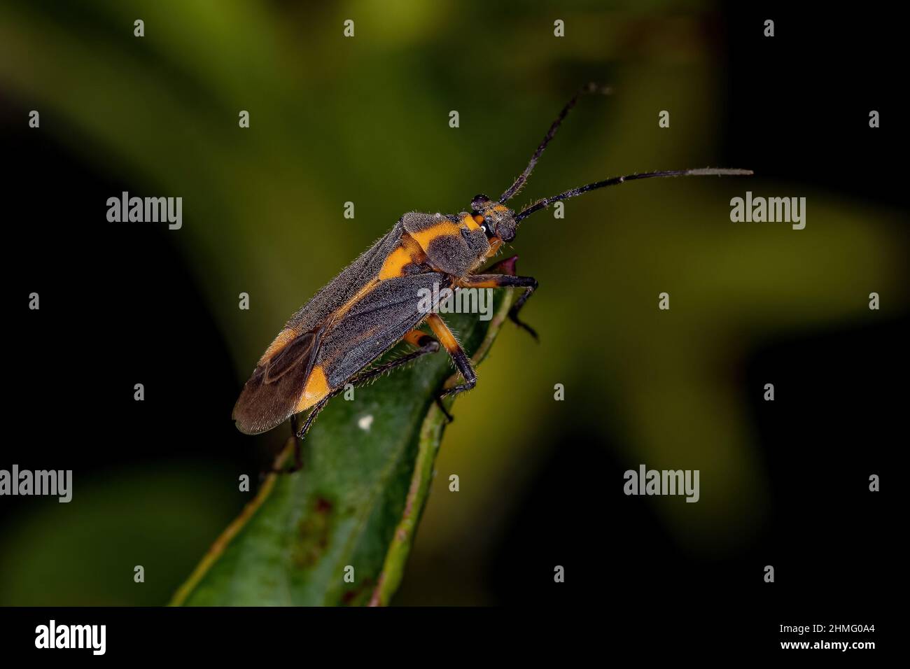 Prepops resthenini hi-res stock photography and images - Alamy