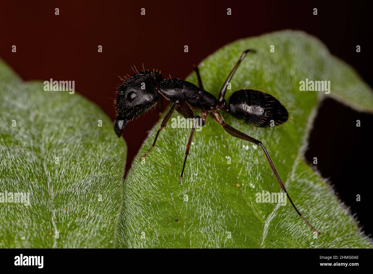 Adult Female Carpenter Ant of the genus Camponotus Stock Photo - Alamy