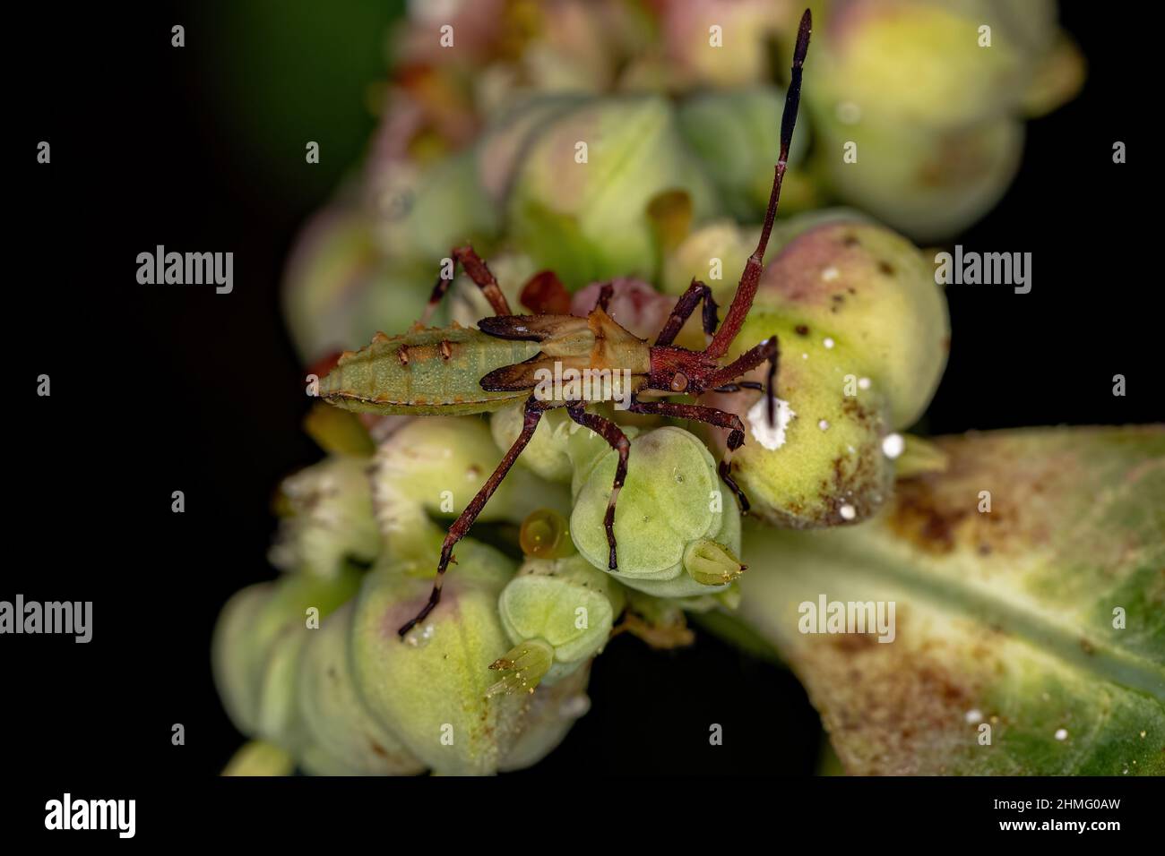 Leaf-footed Bug Nymph of the genus Chariesterus Stock Photo - Alamy