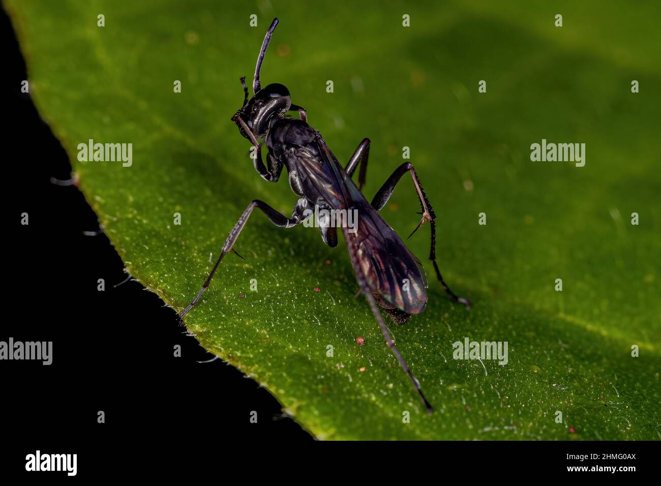 Adult Spider Wasp of the Family Pompilidae Stock Photo - Alamy