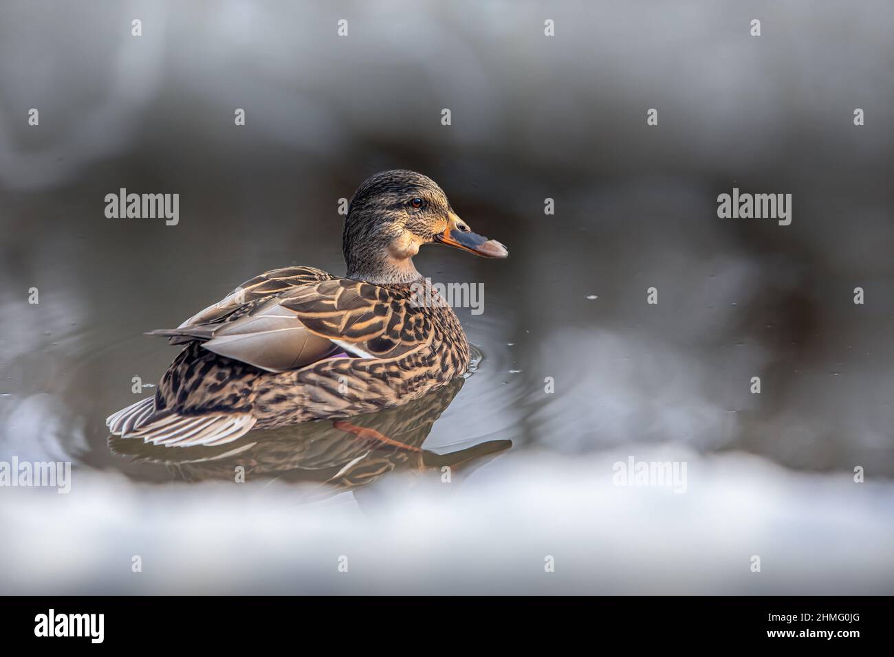 Portrait of a Duck Stock Photo - Alamy