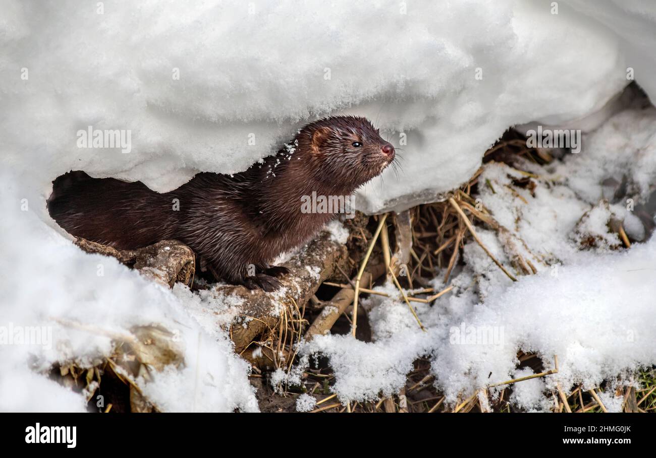 Neogale hi-res stock photography and images - Alamy