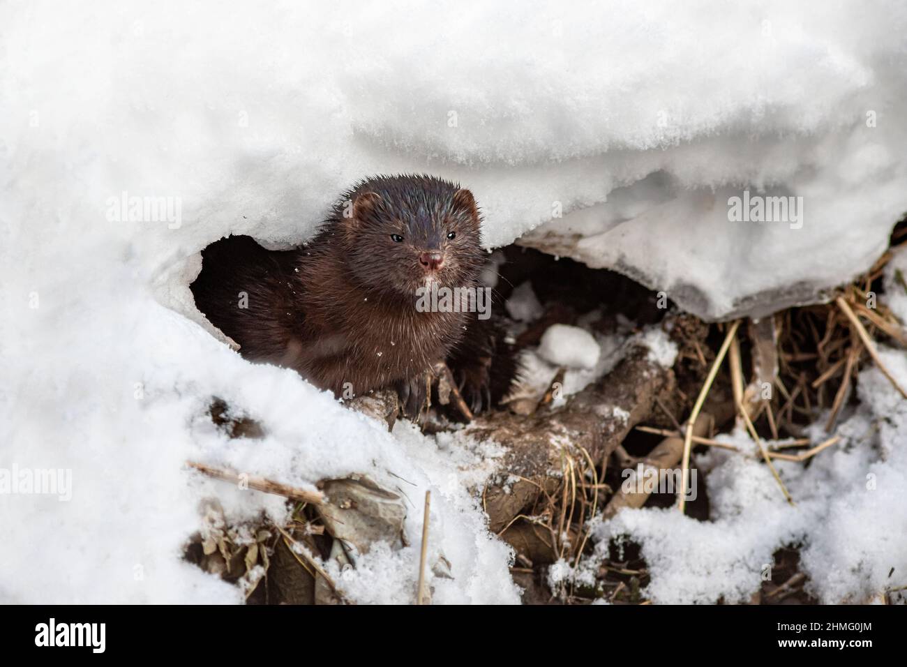 American Mink And River High Resolution Stock Photography and Images ...