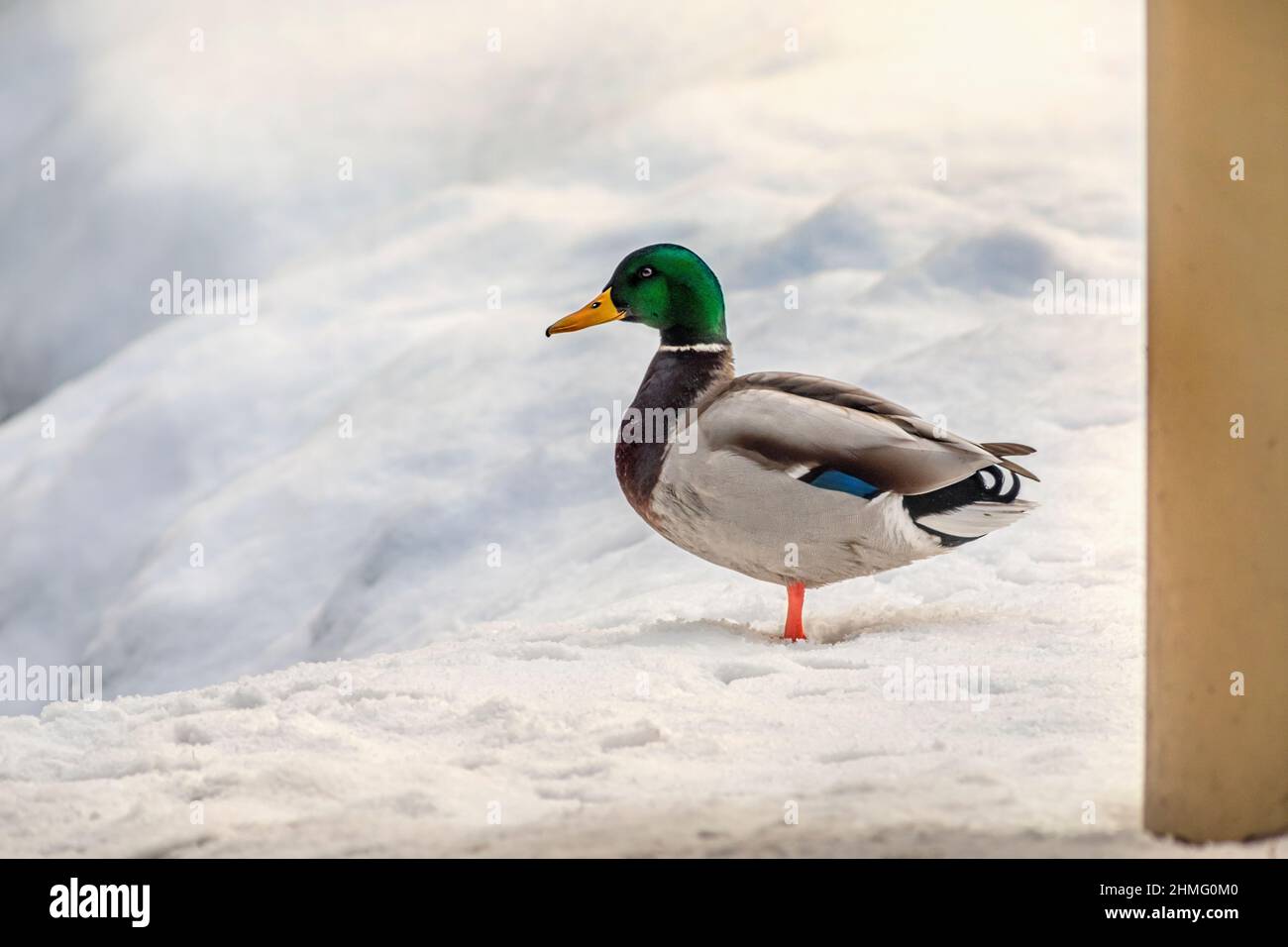 Portrait of a Duck Stock Photo - Alamy