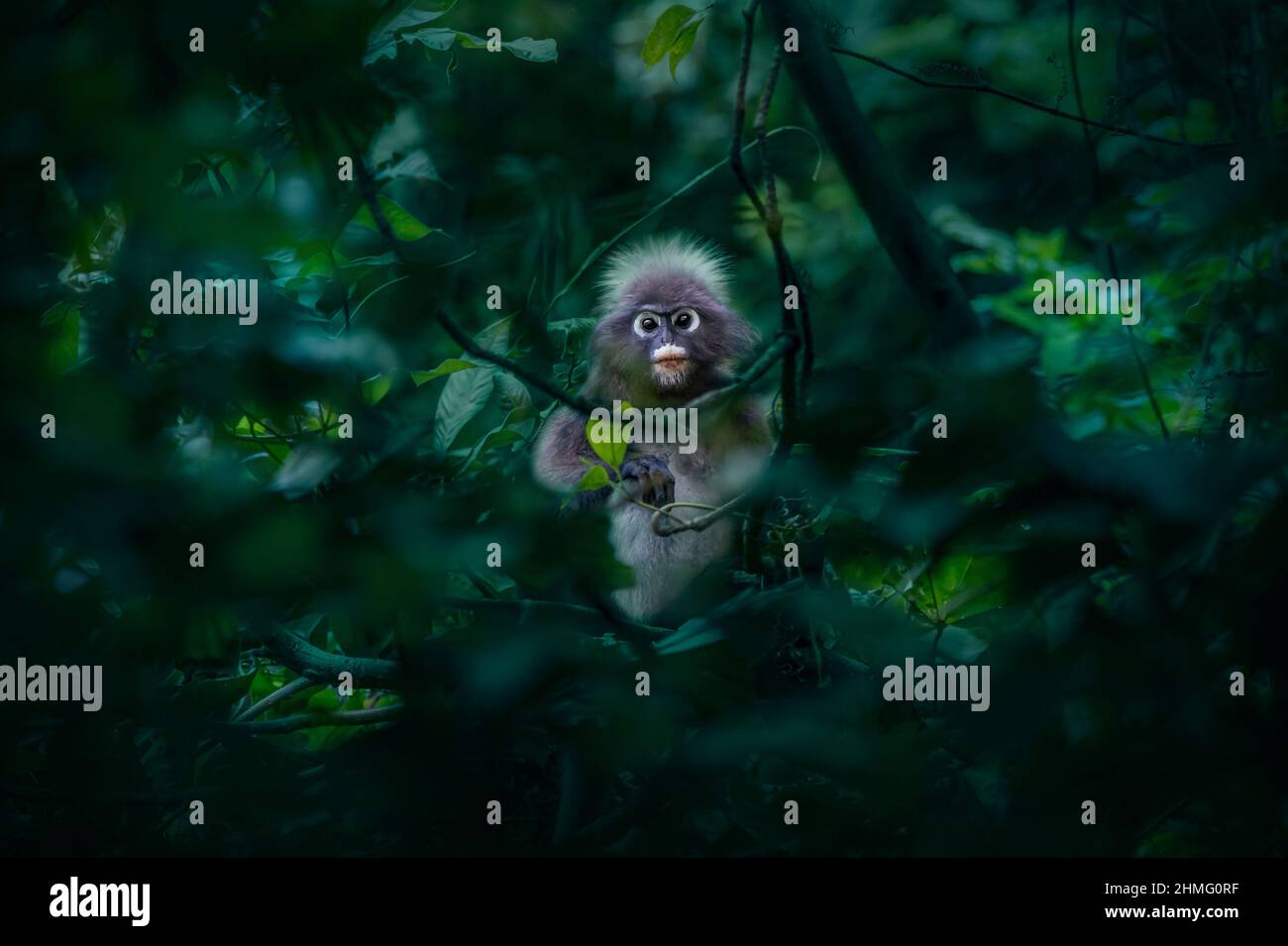 Dusky leaf monkey trachypithecus obscurus hi-res stock photography and ...