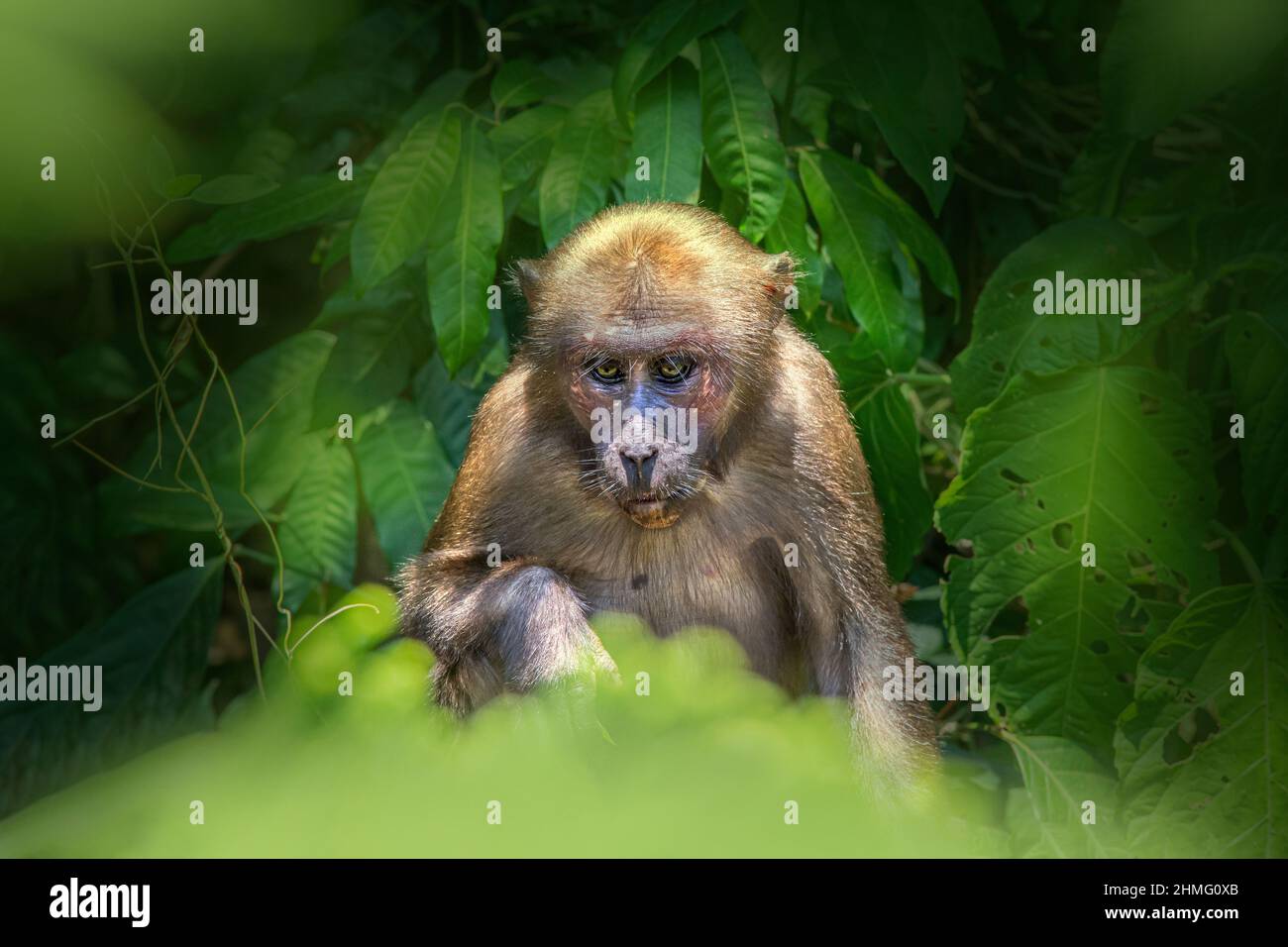 Stump-tailed macaque, (Macaca arctoides Stock Photo - Alamy