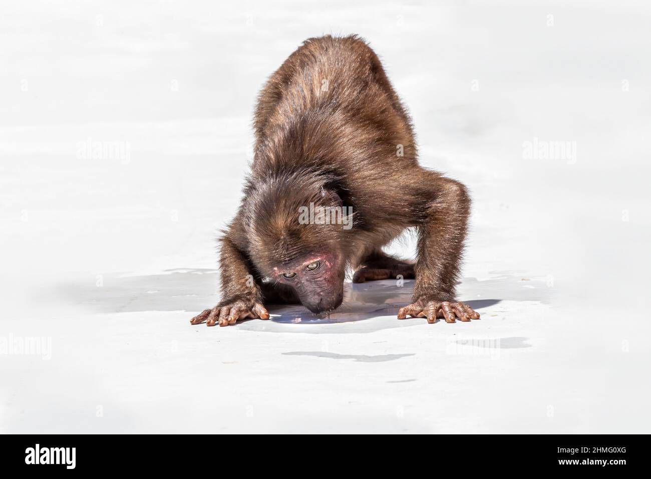 Stump-tailed macaque, (Macaca arctoides Stock Photo - Alamy